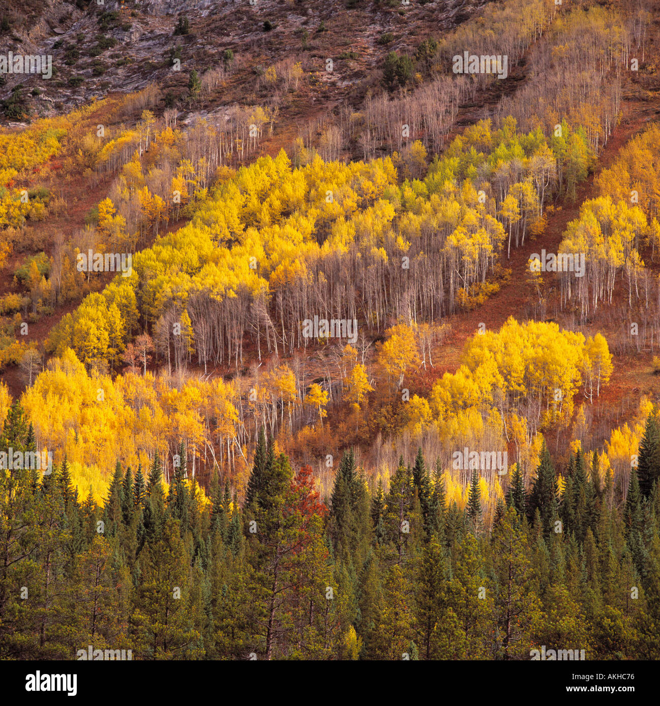 Avalanche Paths and Deciduous Trees in Autumn Colors in Mount Robson ...