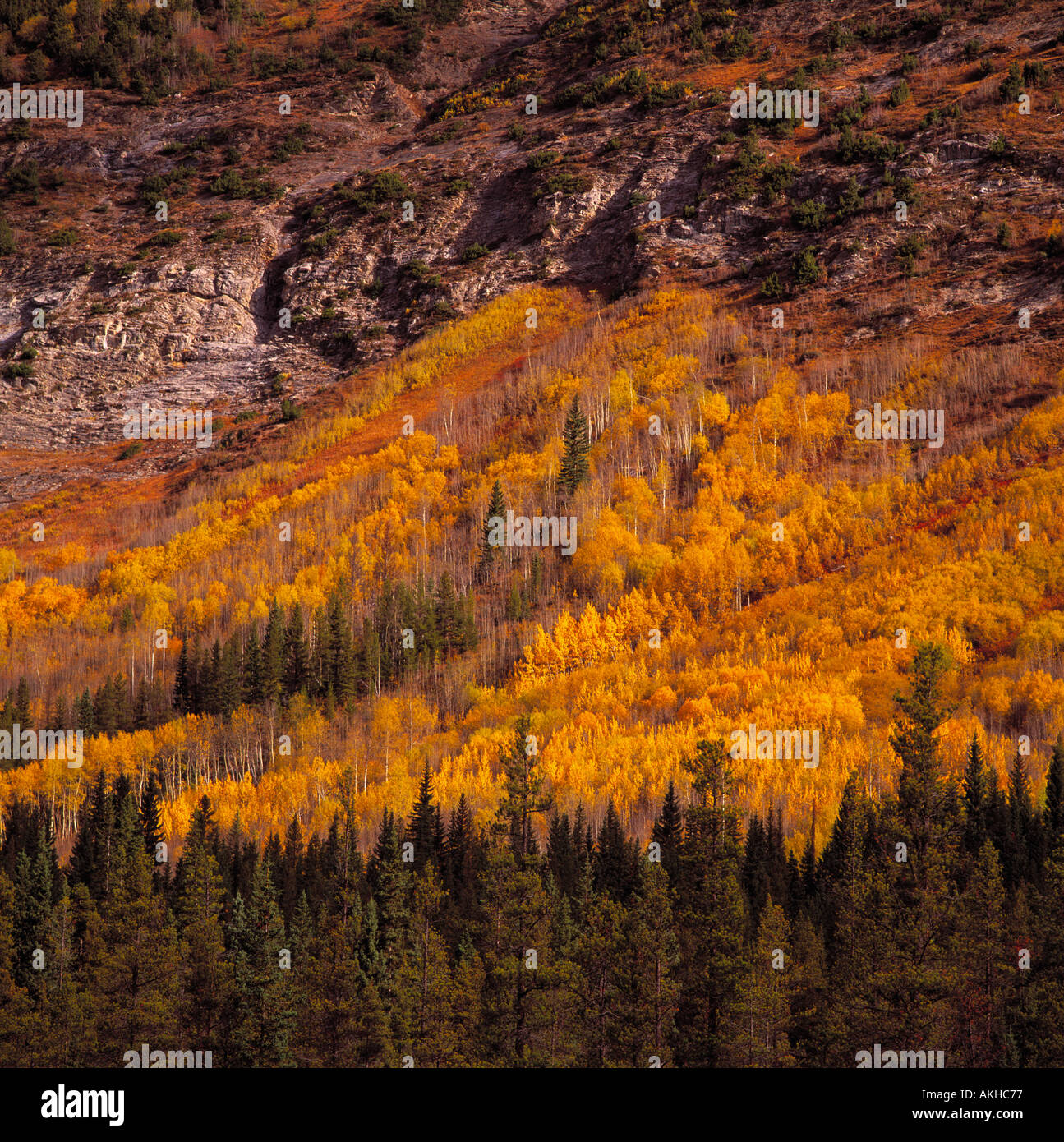 Avalanche Paths and Deciduous Trees in Autumn Colors in Mount Robson ...