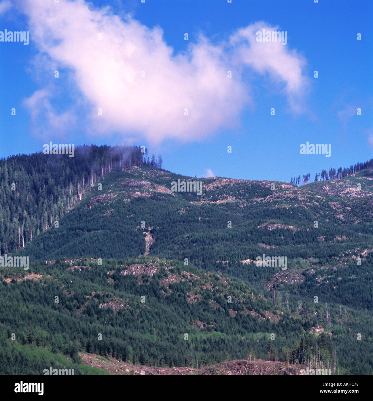 Reforestation of Logged Forest, Nitinat Lake, BC, Vancouver Island ...