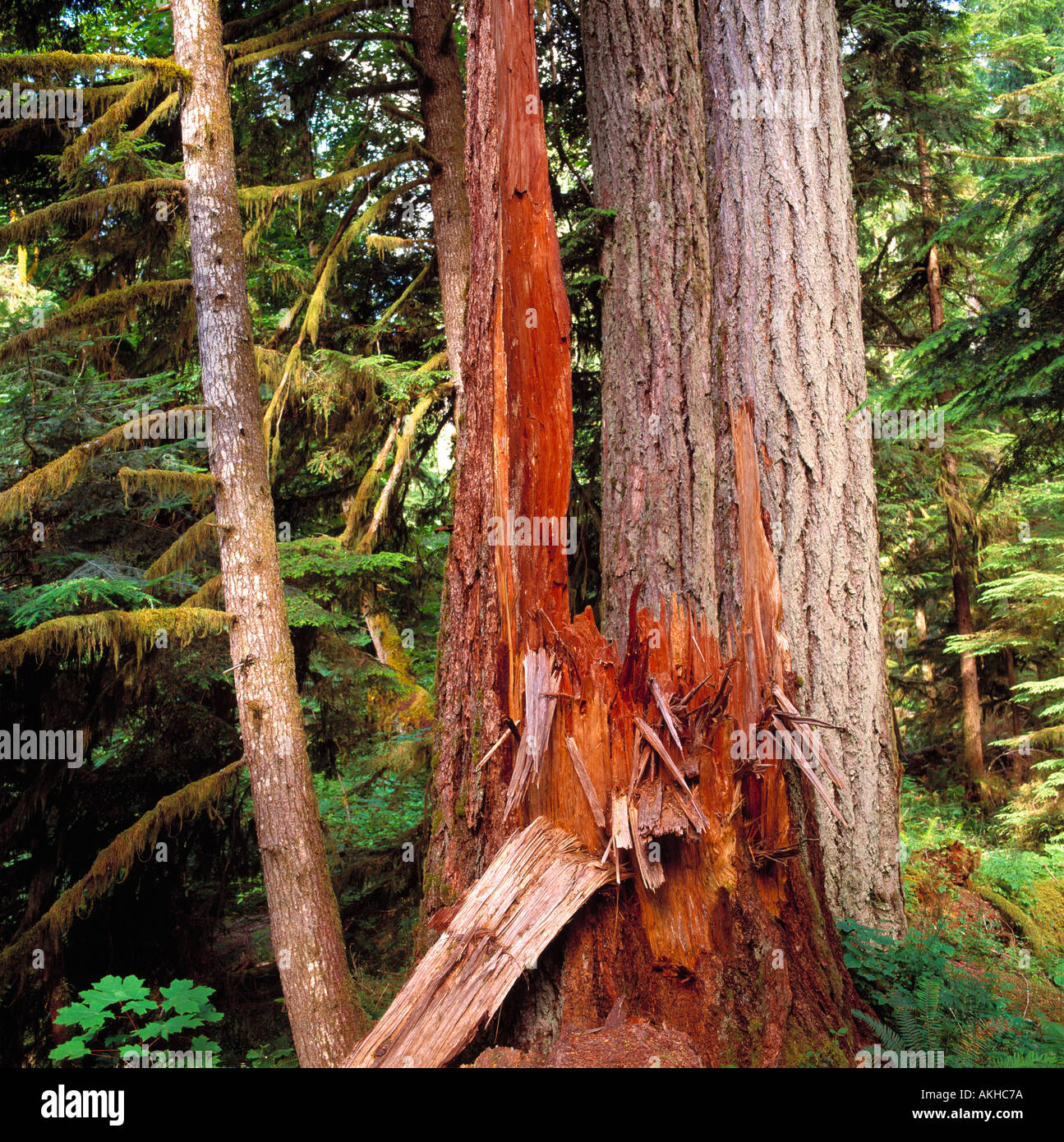A Coniferous Tree Trunk felled by a Wind Storm in the Carmanah Valley ...