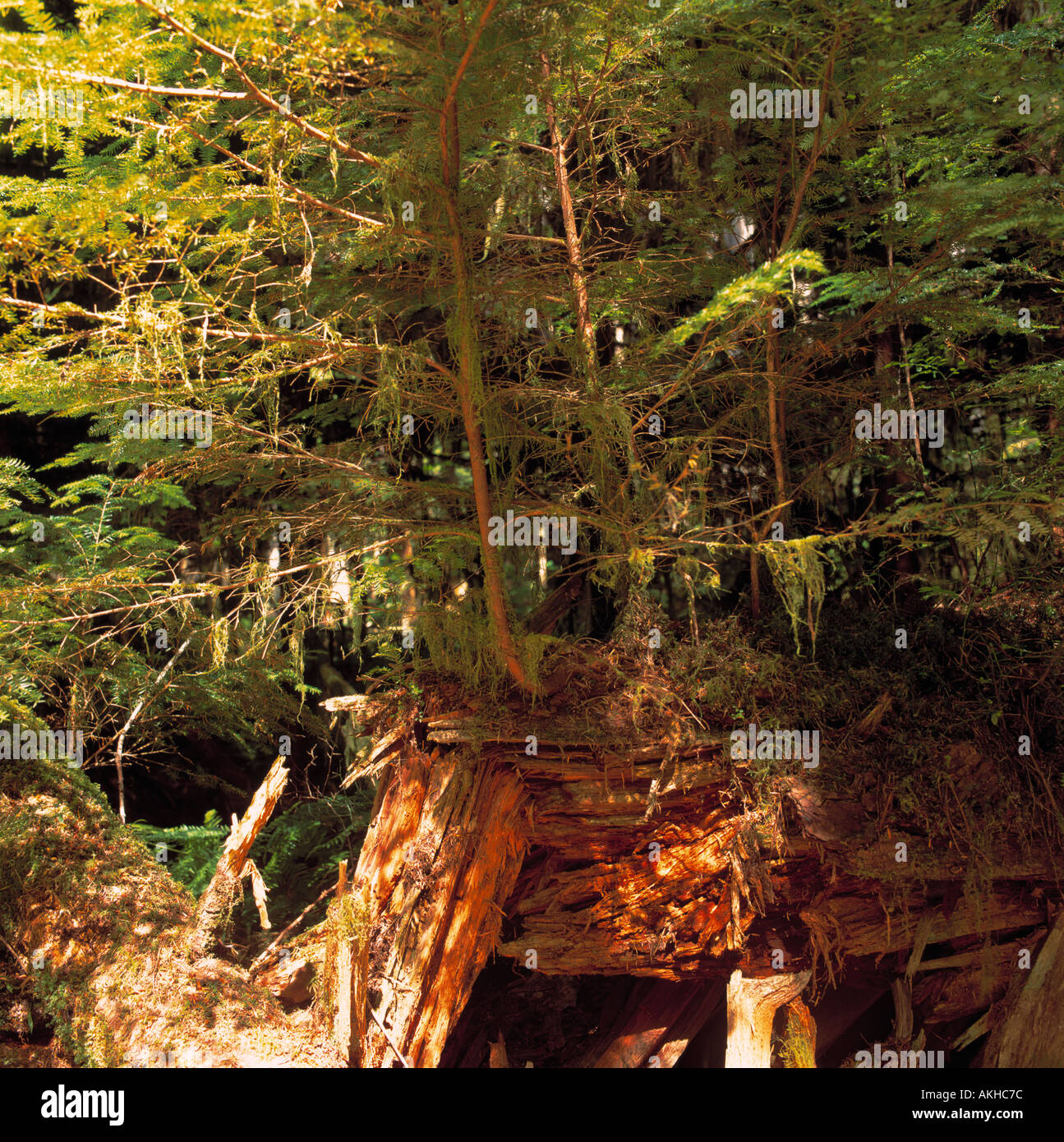 Western Hemlock Nursing Trees growing out of a Fallen Dead Tree in ...