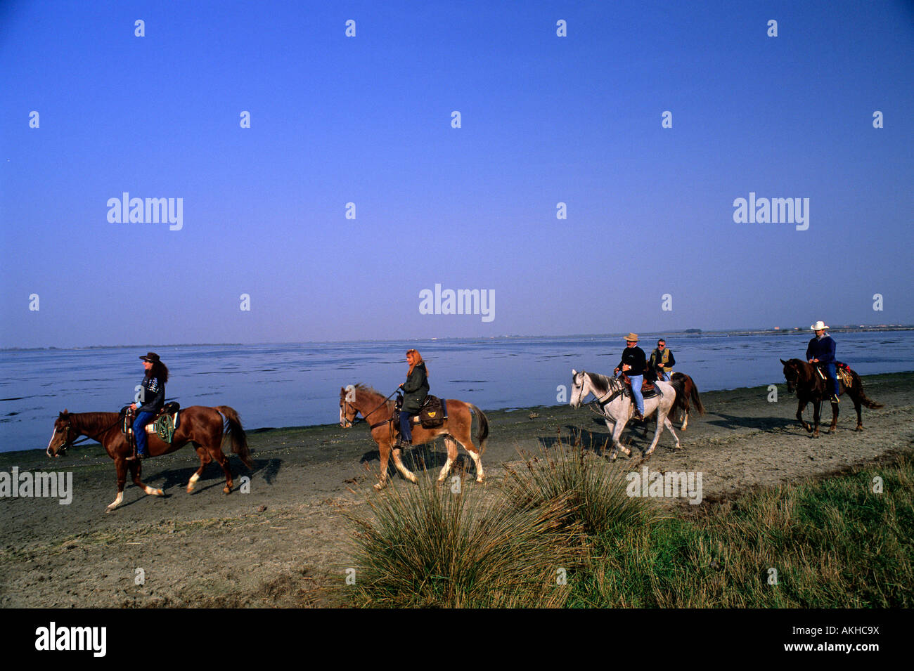 Riding on horseback, Valle Bertuzzi, Po delta, Emilia Romagna, Italy ...