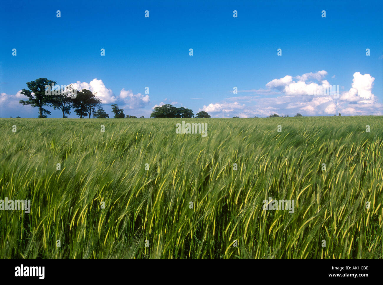 East anglia farming hi-res stock photography and images - Alamy