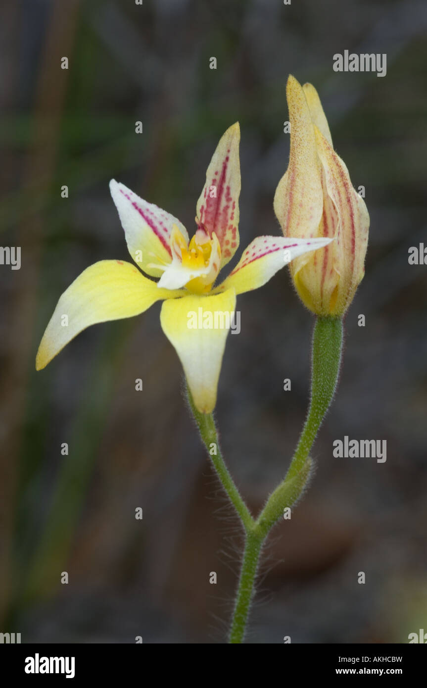 Cowslip Orchid (Caledonia flava subs. flava) flower, Stirling Range ...