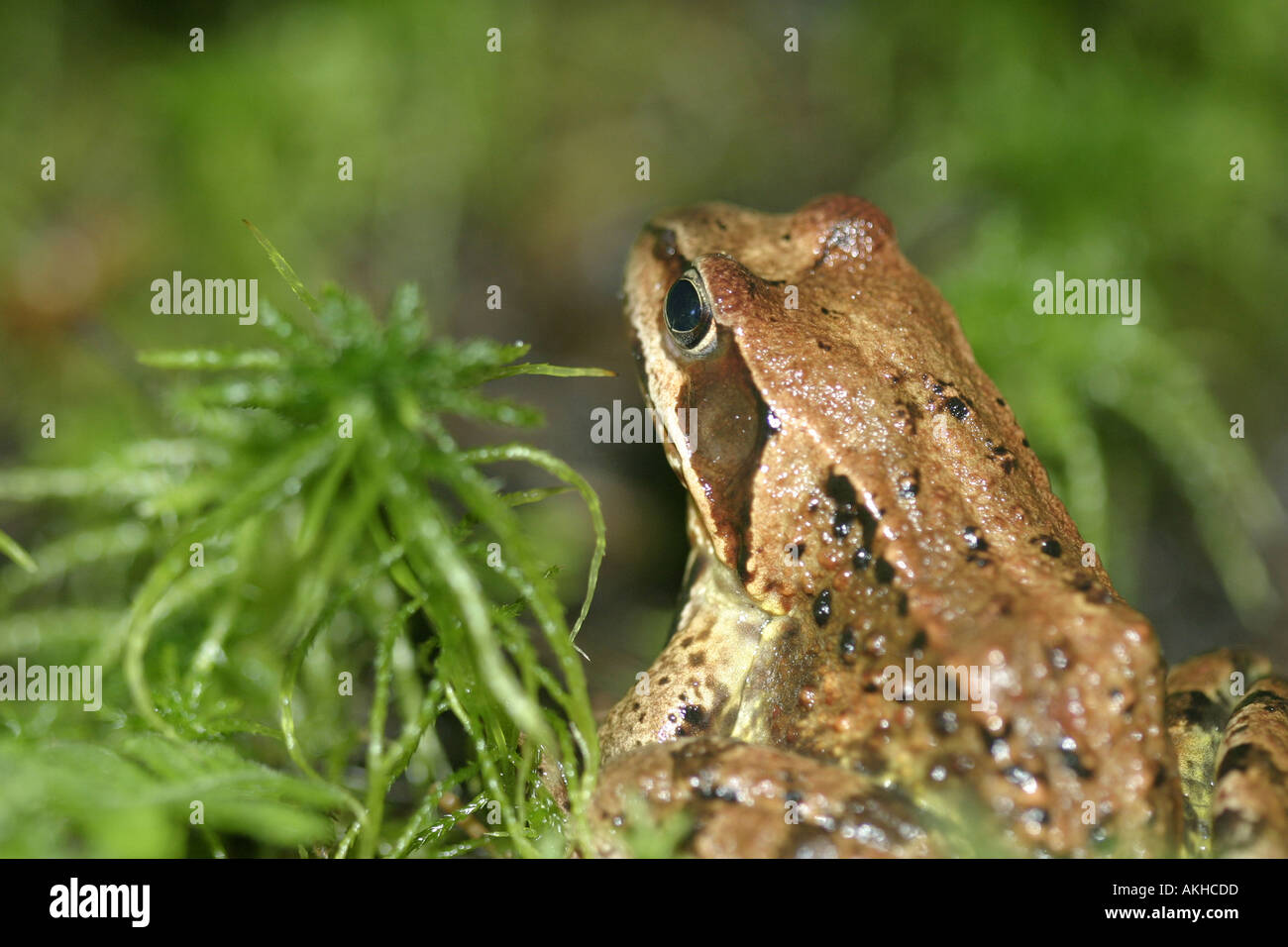 Temporaris hi-res stock photography and images - Alamy