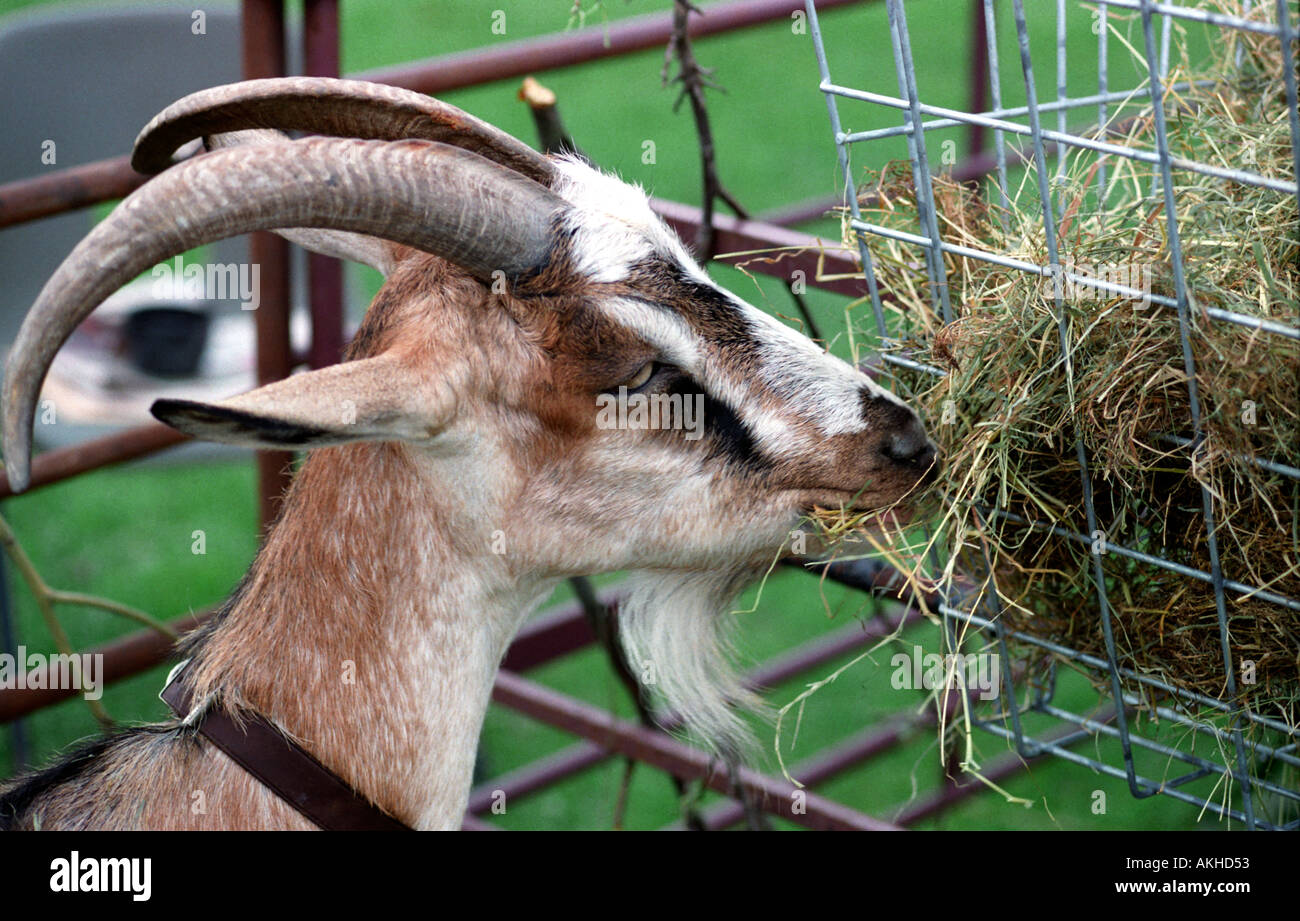 English pygmy goats hi-res stock photography and images - Alamy