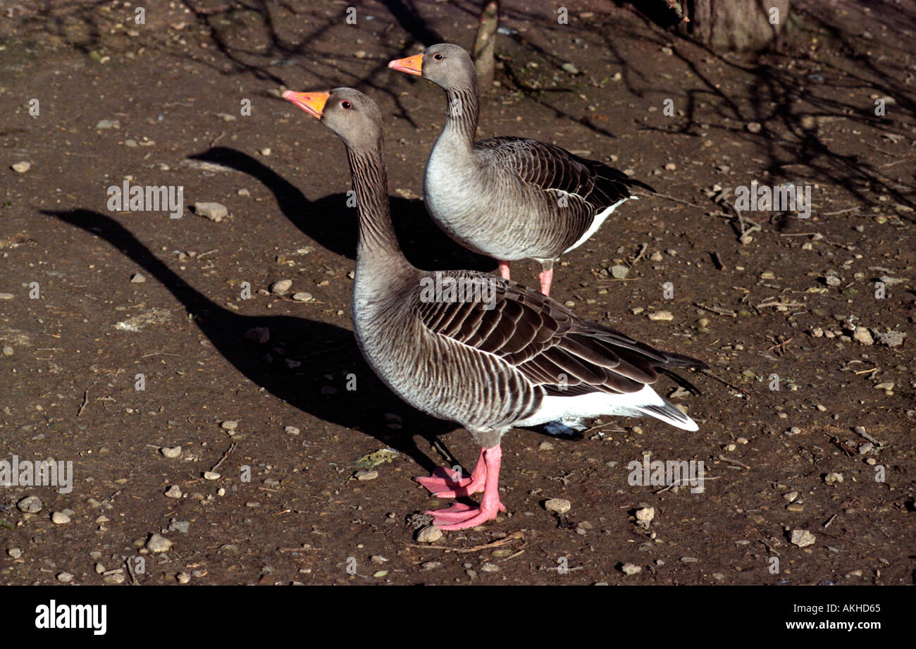 Biodiversity of british birds hi-res stock photography and images - Alamy