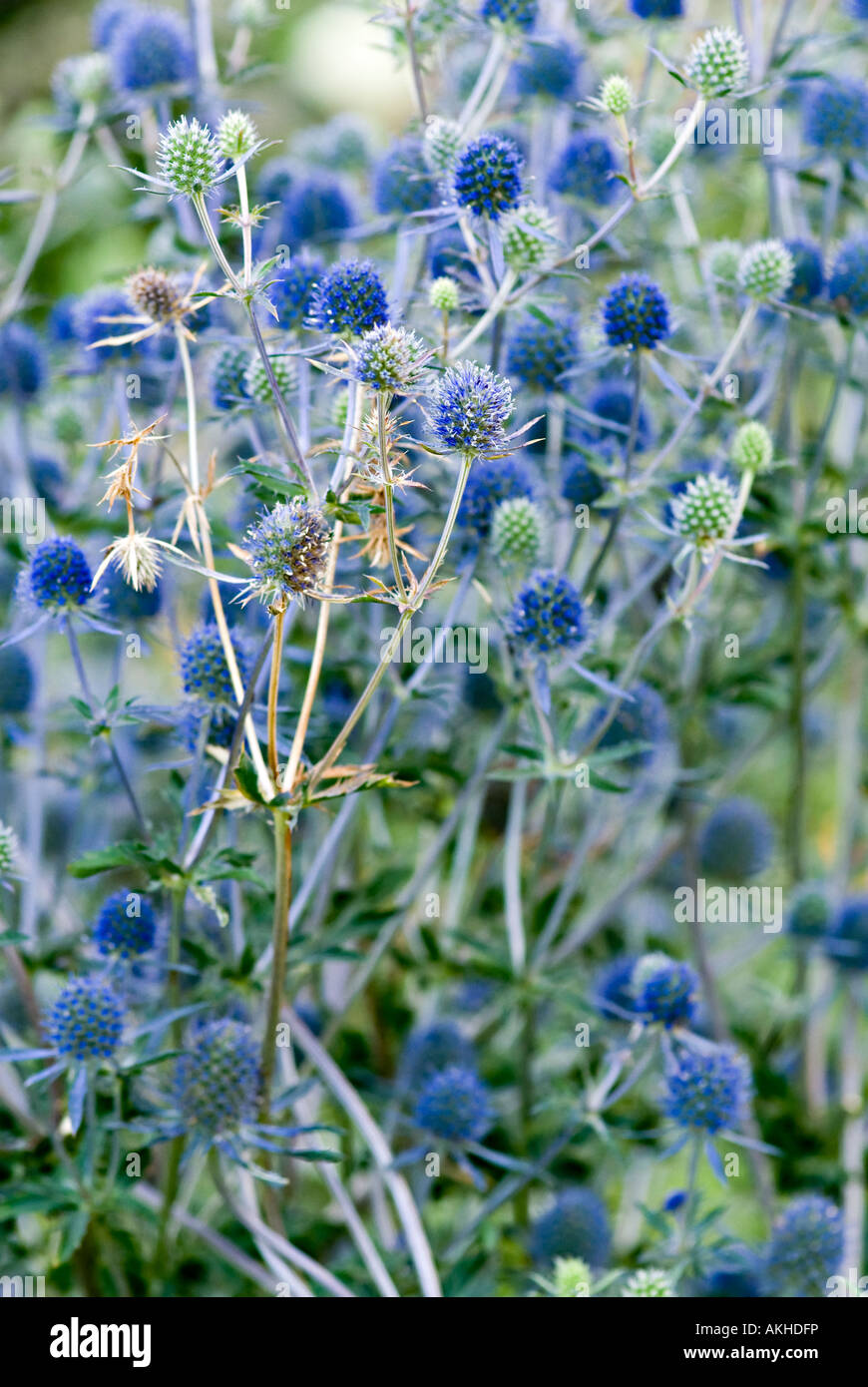 echinops with blue flowered heads Stock Photo - Alamy