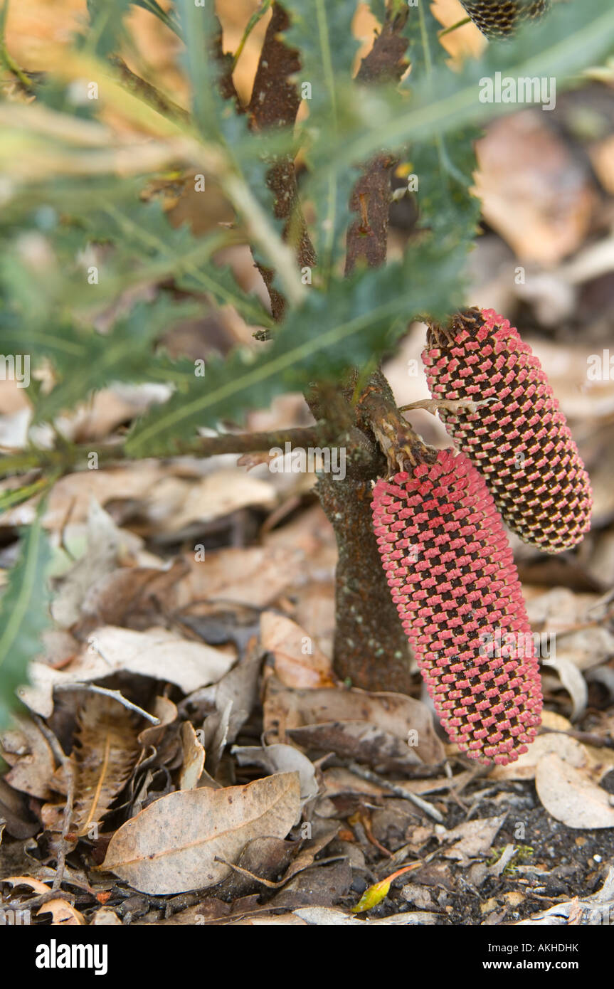 Red Lantern Banksia (Banksia caleyi) inflorescences in bud cultivated ...