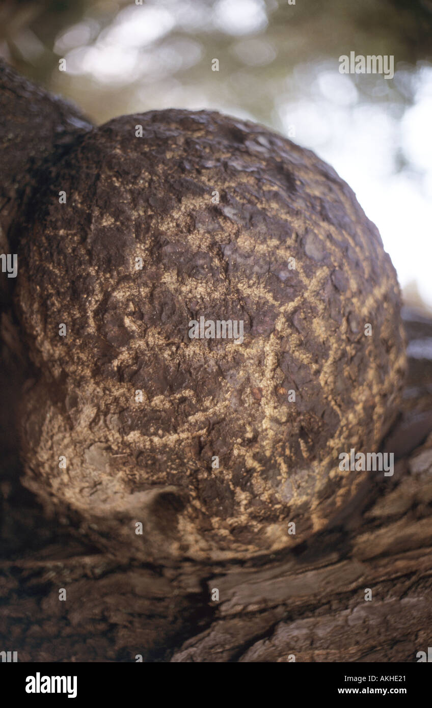 Abnornal tree growth Stock Photo - Alamy
