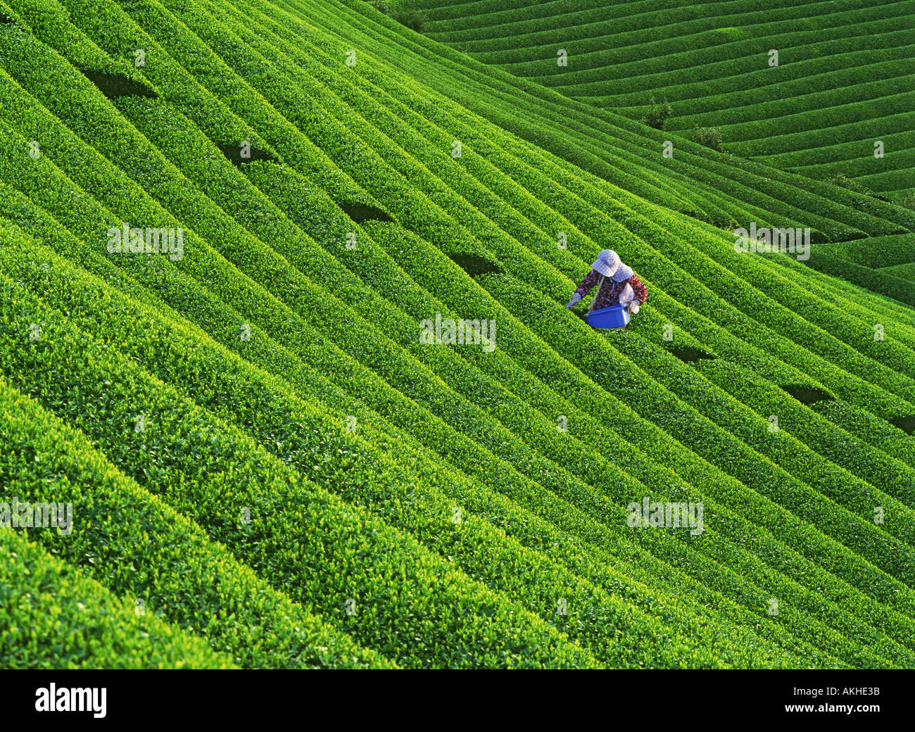 Japanese woman working in tea fields Stock Photo - Alamy