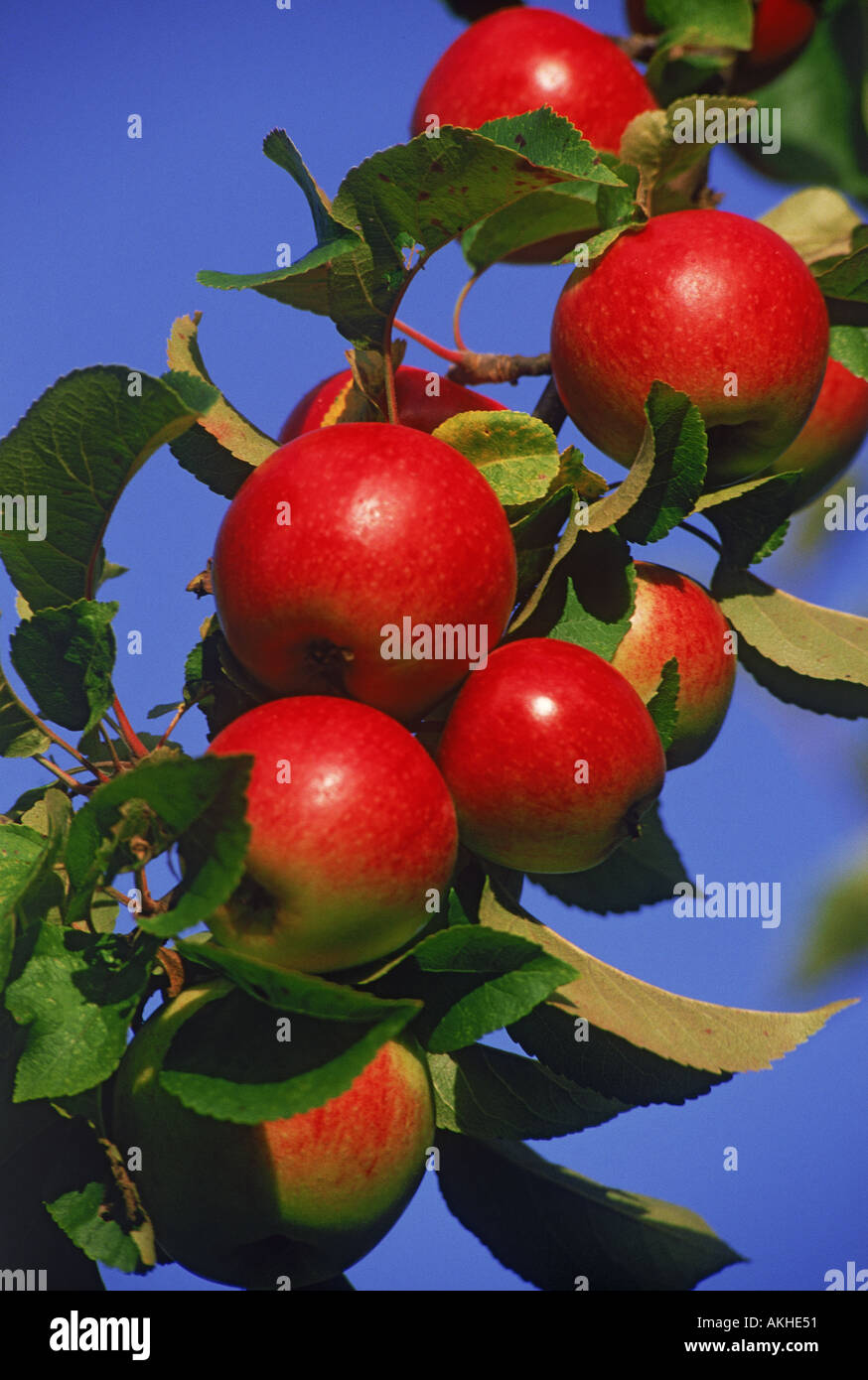 Red apples hanging on the tree in California Stock Photo - Alamy