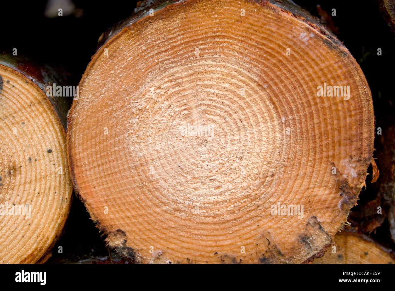 Softwood Cut timber log in close up showing growth rings and end grain ...