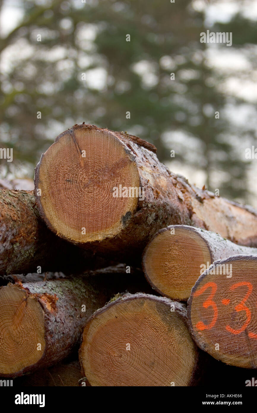 Softwood Sawn log stack with soft focusblurred trees in background in ...