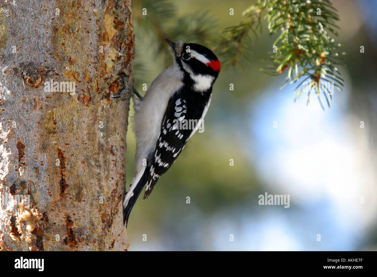 Birds of North America Downy woodpecker; Picoides pubescens Horizontal ...