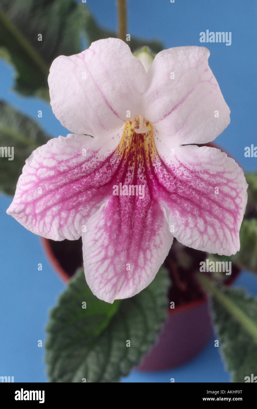 Streptocarpus 'Branwen' (Cape primrose) Close up of pink and white ...