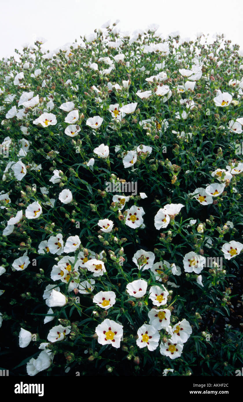 Cistus x stenophyllus Stock Photo - Alamy