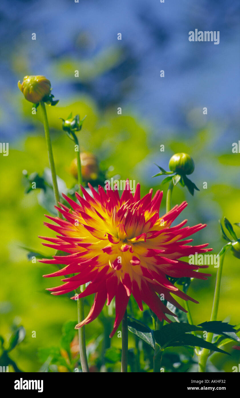 Dahlia 'Kenora Sunset' Stock Photo - Alamy