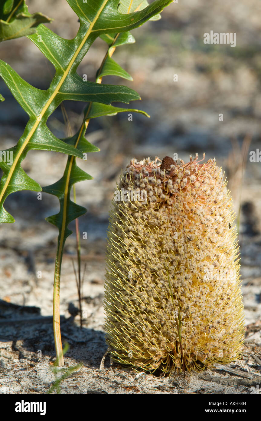 Creeping Banksia (Banksia repens) inflorescence, flowers fully opened ...