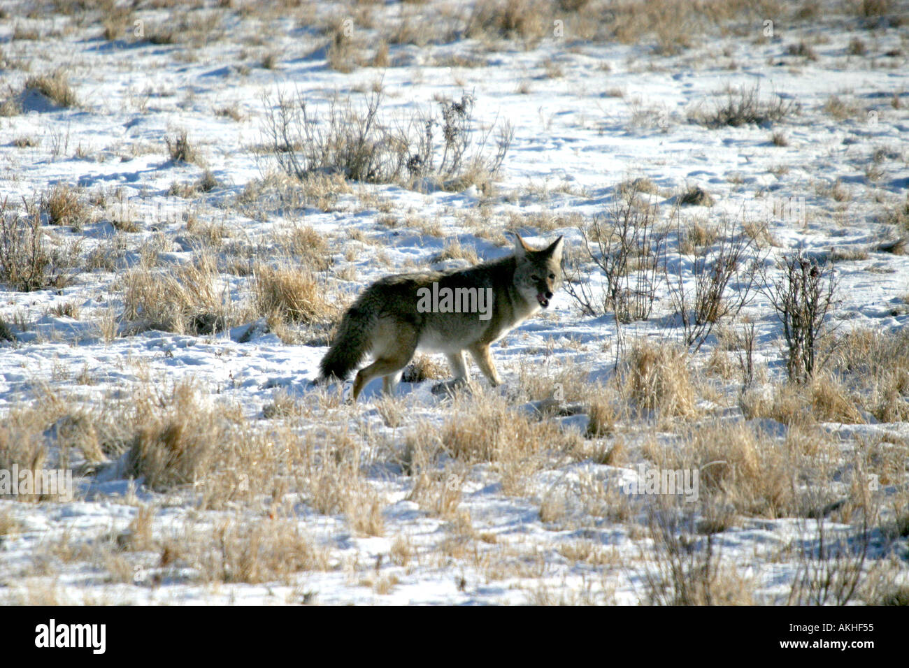 Coyote Prairie wolf; Canis latrens Stock Photo - Alamy