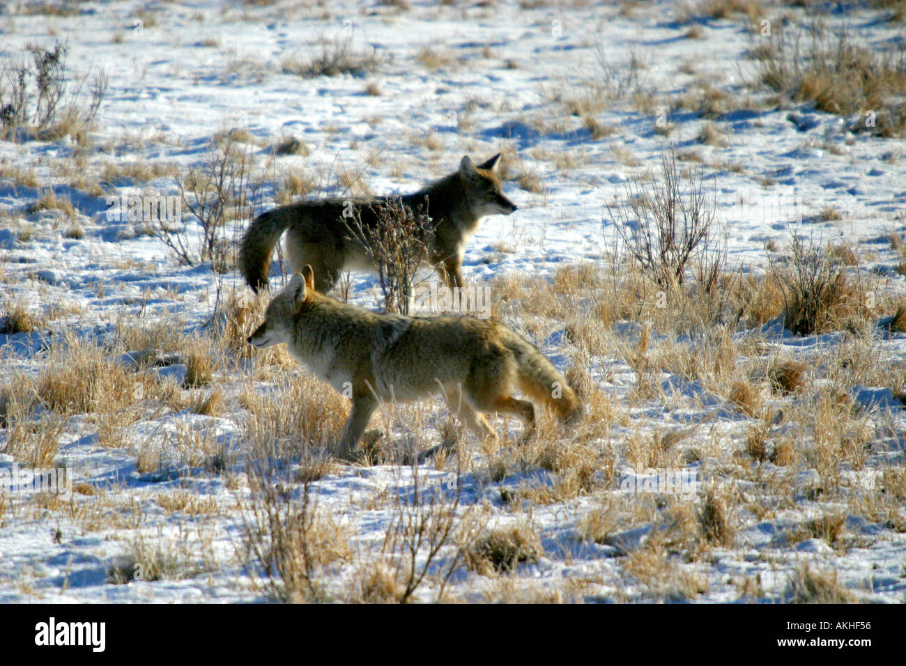 Coyote Prairie wolf; Canis latrens Stock Photo - Alamy
