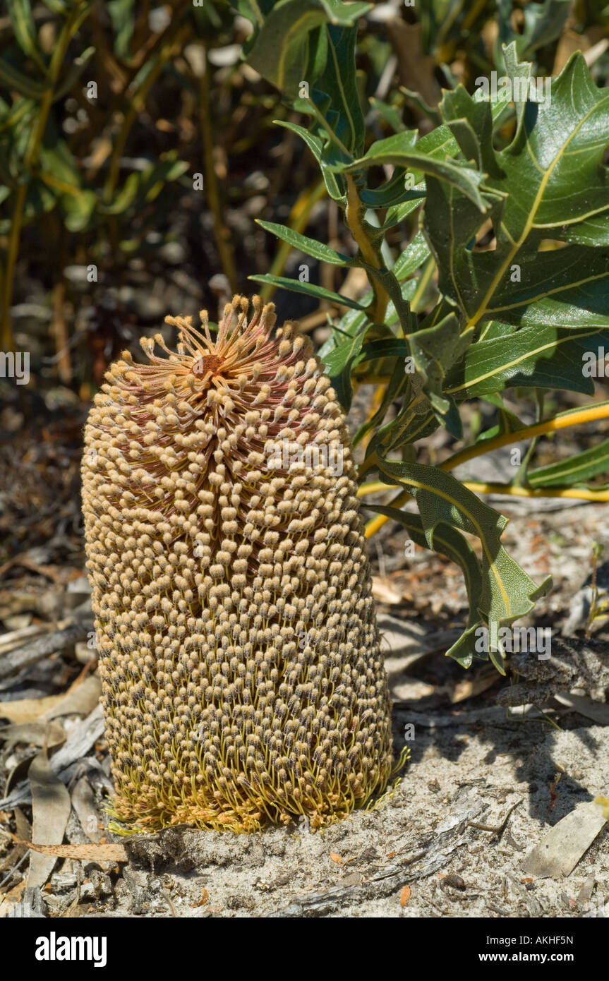 Creeping Banksia (Banksia repens) Inflorescence Fitzgerald River ...