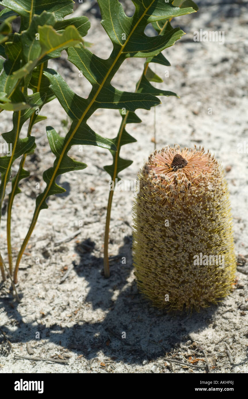 Creeping Banksia (Banksia repens) Inflorescence, Fitzgerald River ...