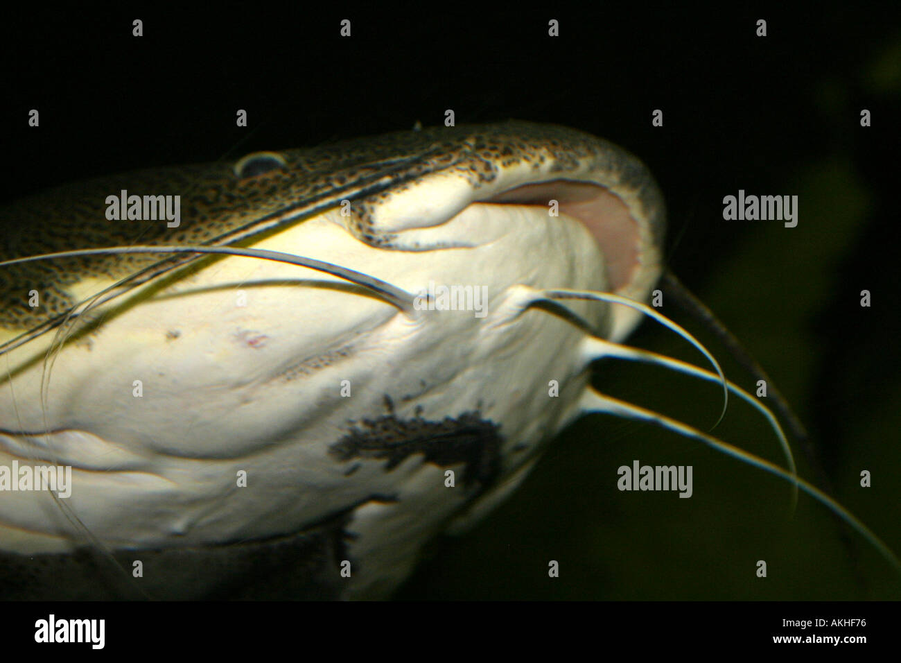 Red Tail Catfish Stock Photo - Alamy