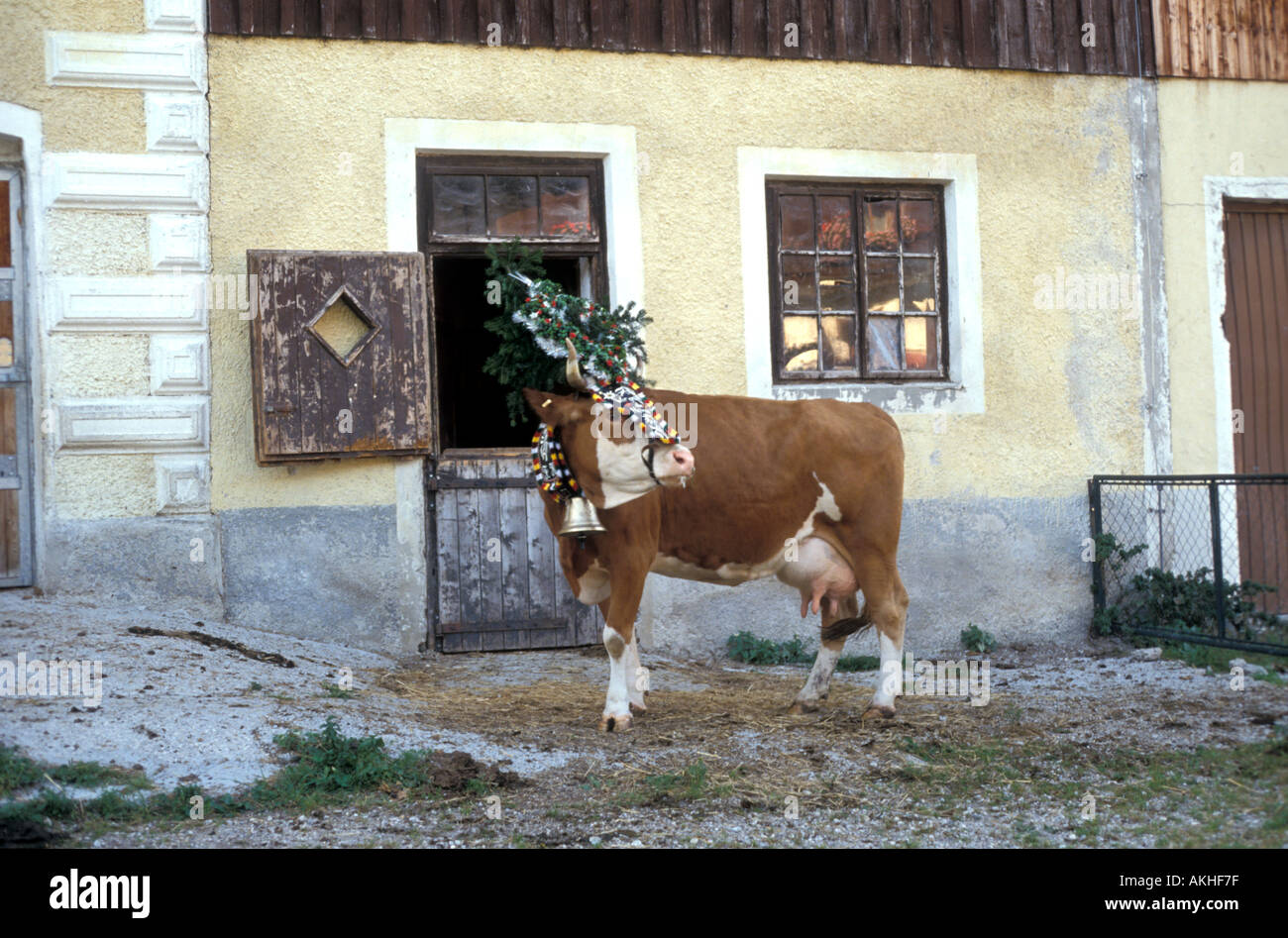 Cow festival tyrol hi-res stock photography and images - Alamy