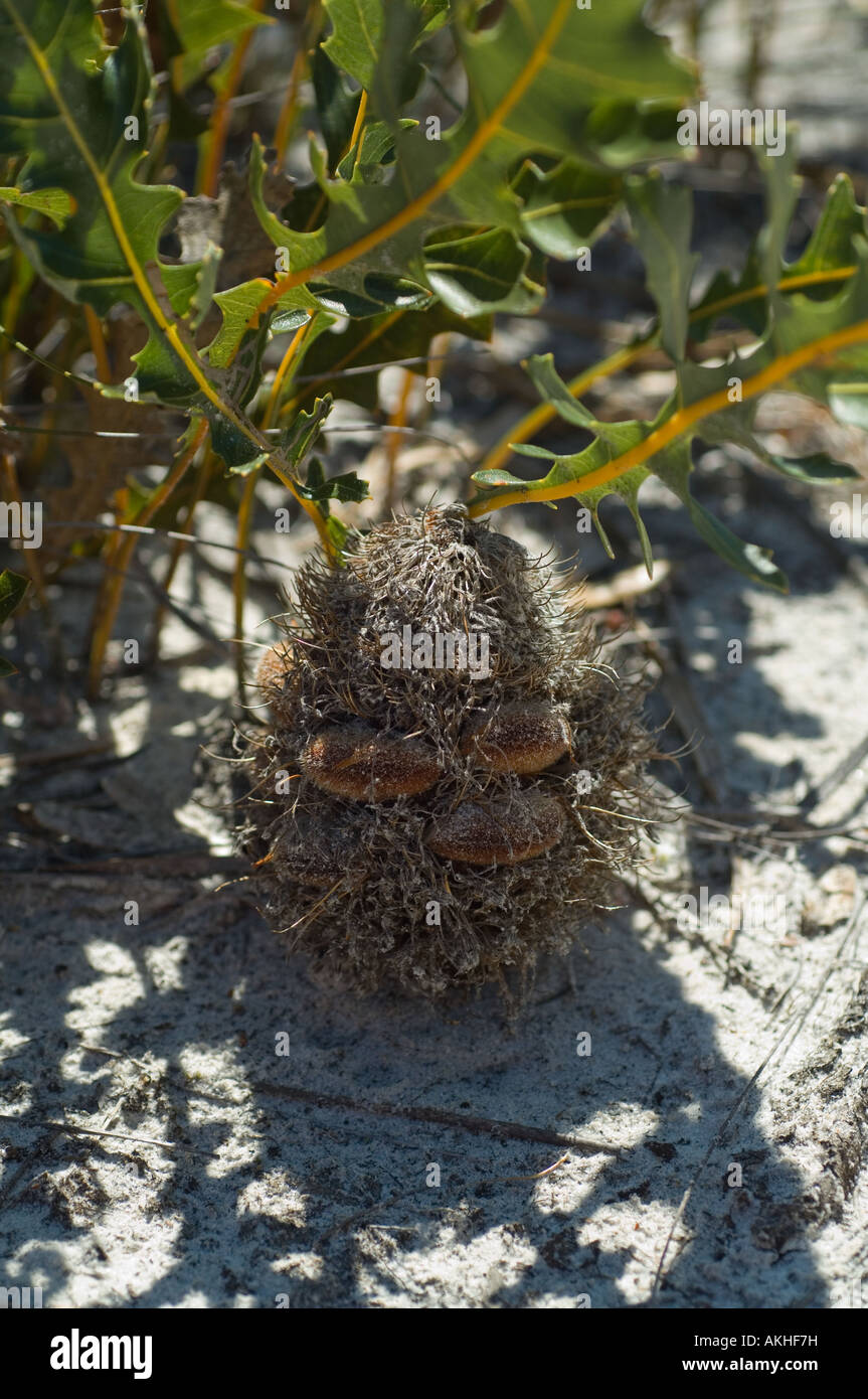 Creeping Banksia (Banksia repens) Inflorescence, Fitzgerald River ...