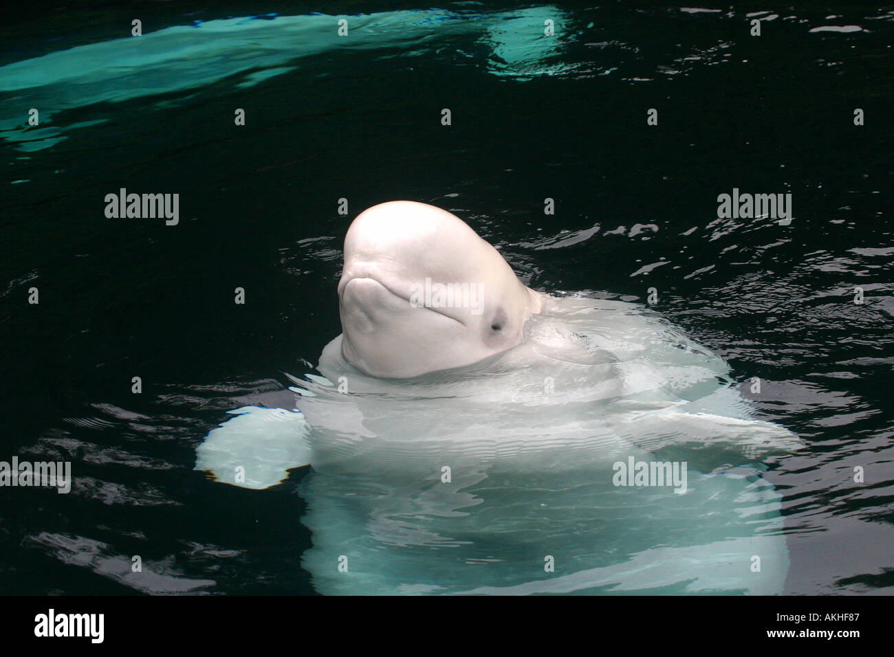 Baluga whale hi-res stock photography and images - Alamy