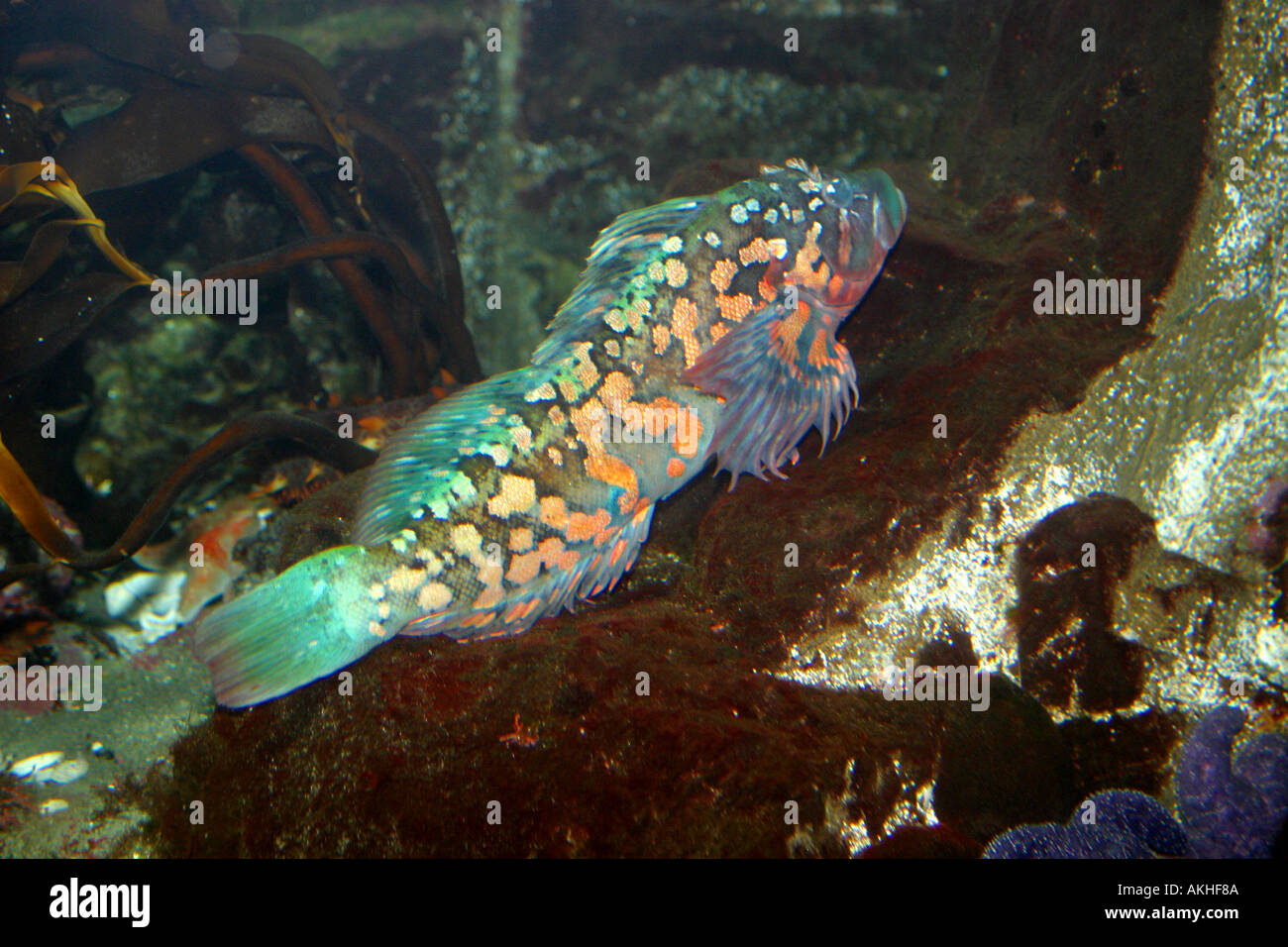 Green Moray Eel Colorful Tropical Fish Stock Photo - Alamy