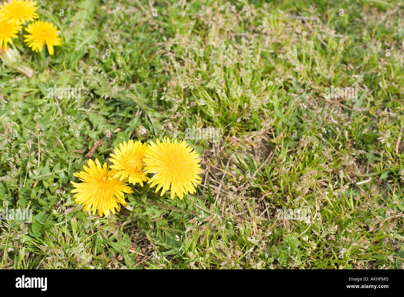 Amongst weed hi-res stock photography and images - Alamy