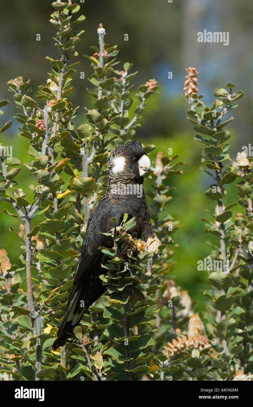 Slender-billed Black-cockatoo (Calyptorhynchus latirostris) female ...