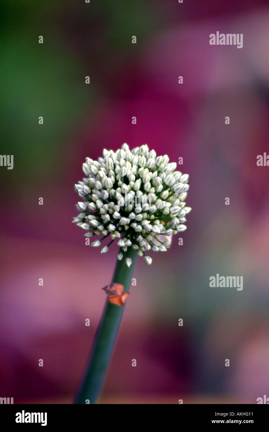 Flower edit hi-res stock photography and images - Alamy