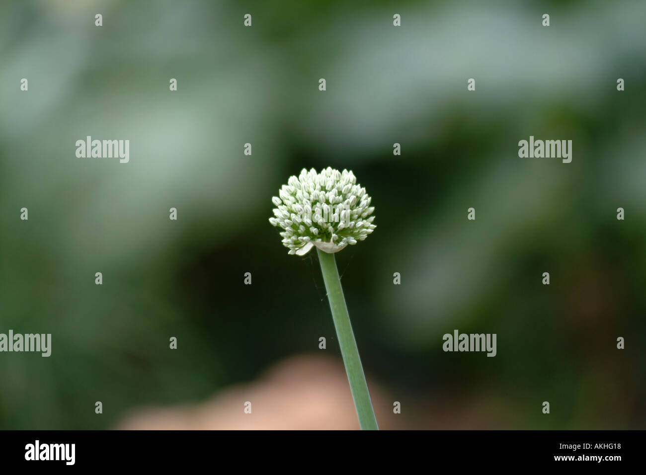 Onion vegetable flower allotment hi-res stock photography and images ...