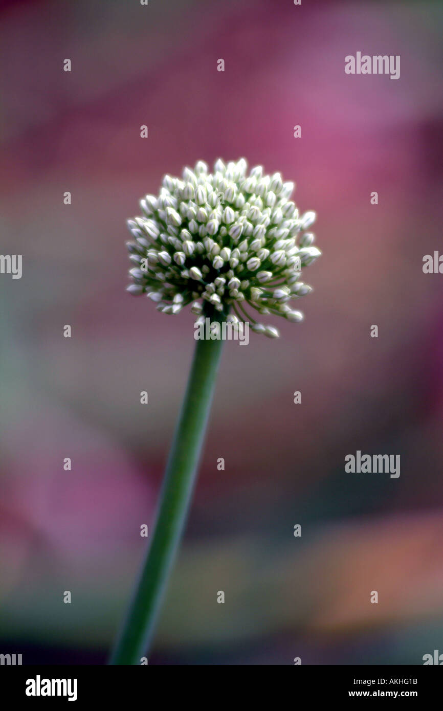 Red onion flower UK Stock Photo - Alamy