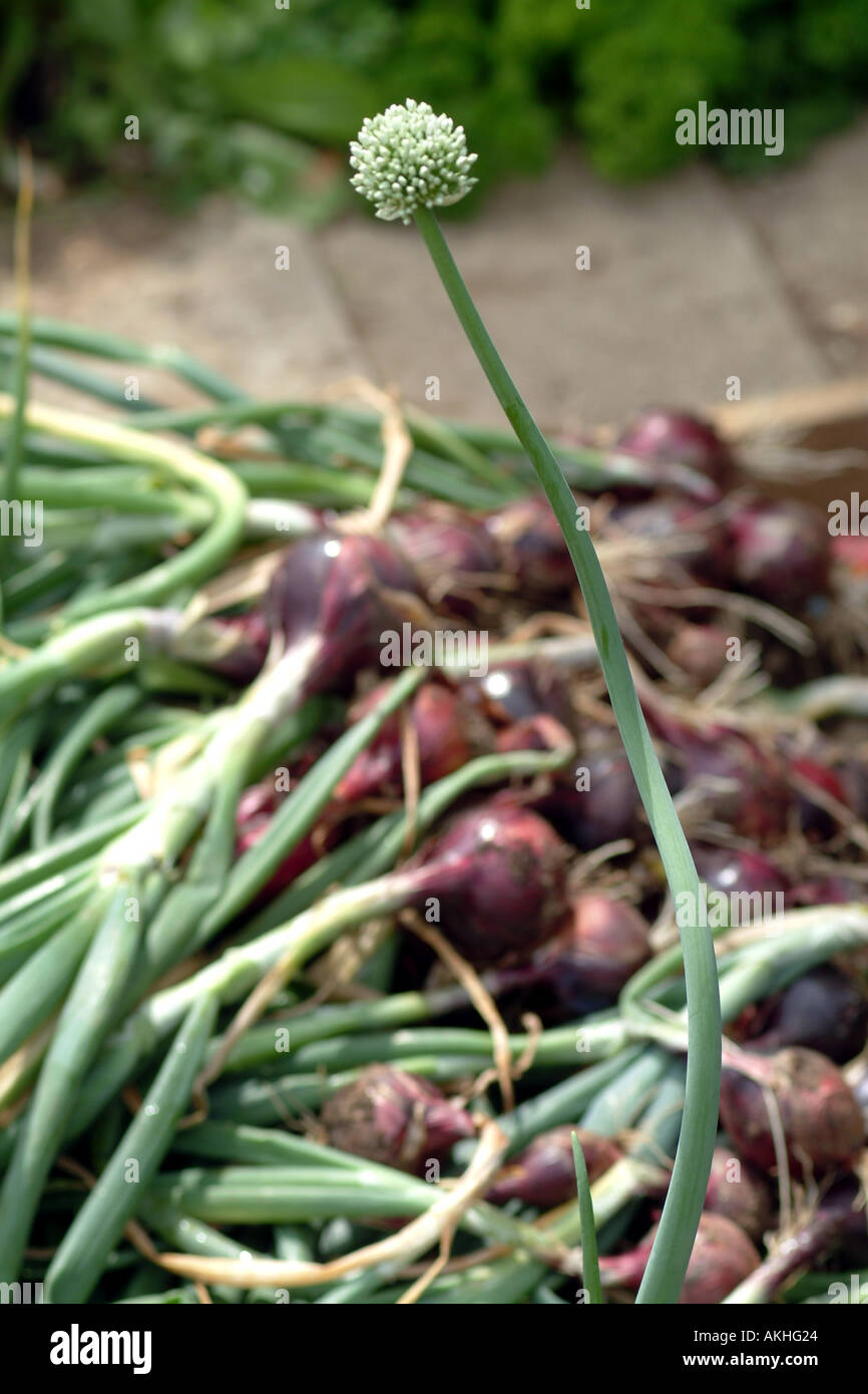 Oflower hi-res stock photography and images - Alamy