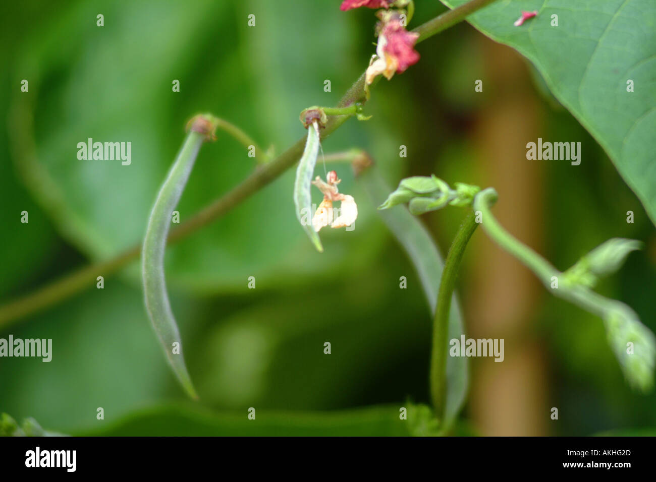 Runner bean white lady hi-res stock photography and images - Alamy