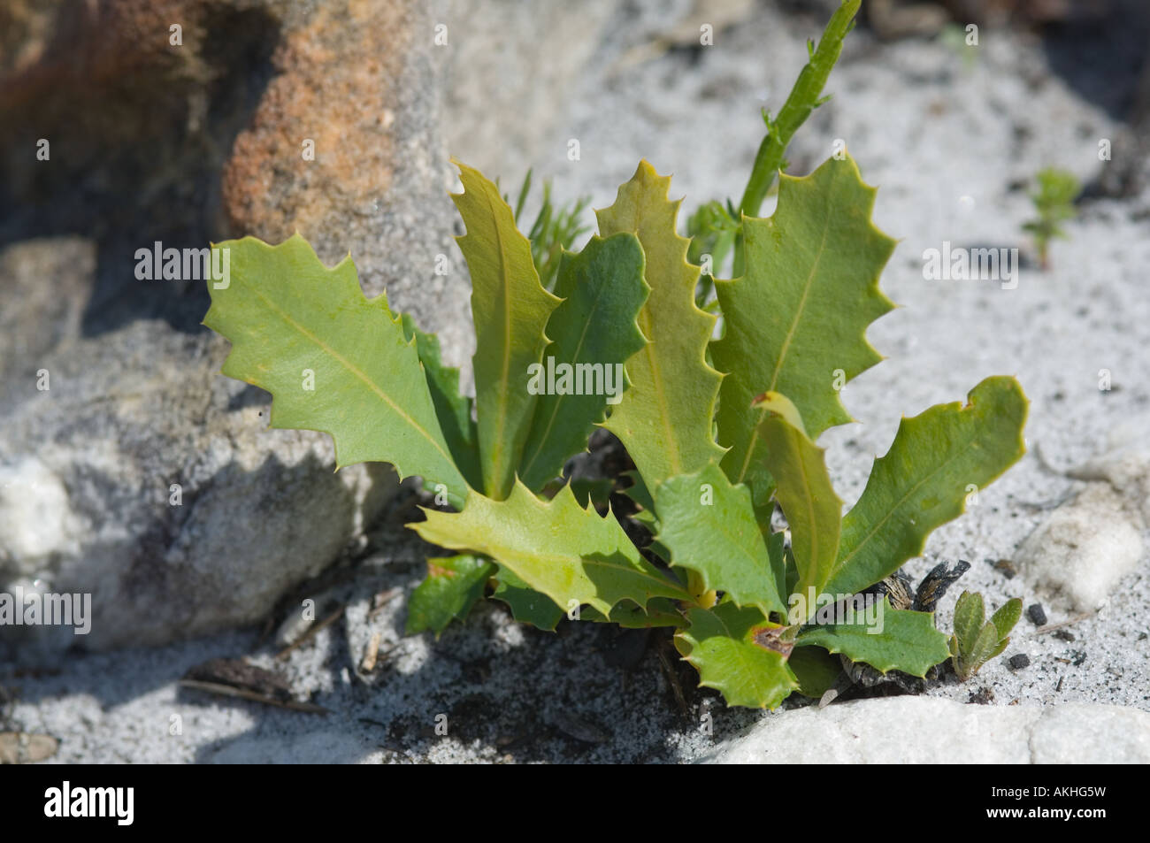 Rock banksia hi-res stock photography and images - Alamy