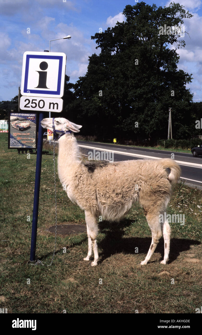 Lama and infomation sign outside Dinan France Stock Photo - Alamy