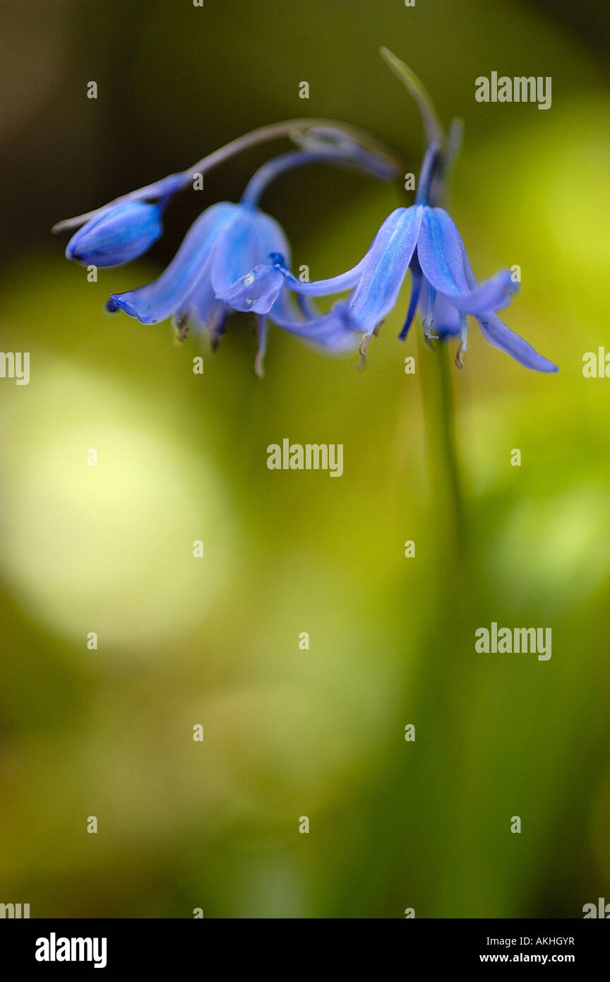 Blue Grass Lily Aphyllanthes monspeliensis Spain Stock Photo - Alamy