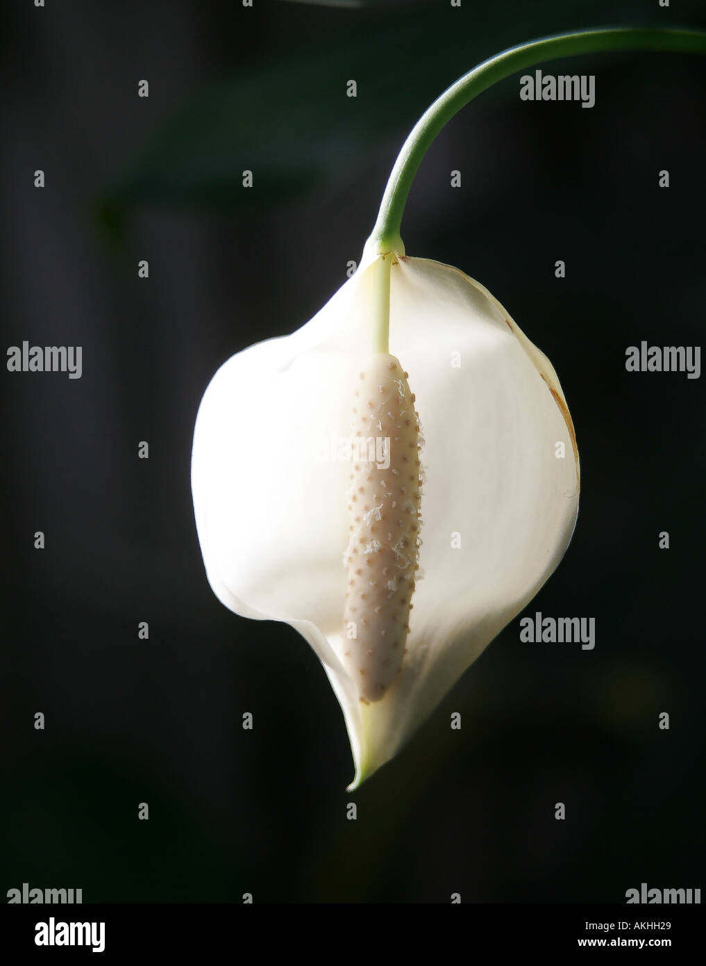 Damnacanthus hi-res stock photography and images - Alamy