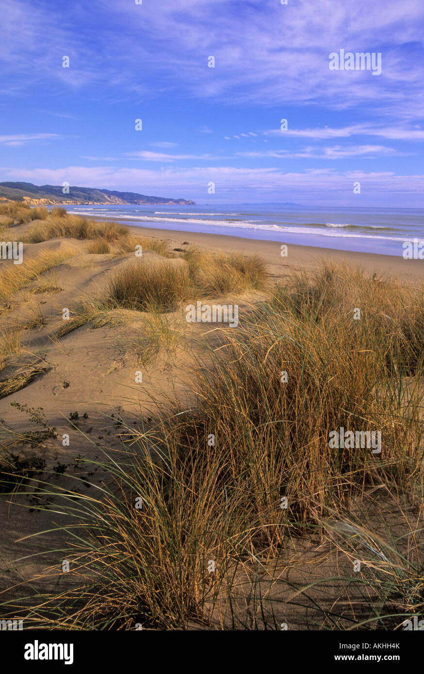 Limantour Beach in Point Reyes National Seashore, California, USA Stock ...