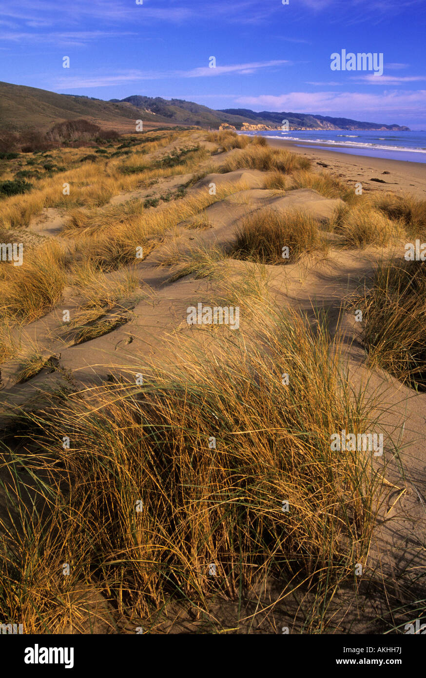Limantour Beach in Point Reyes National Seashore, California, USA Stock ...