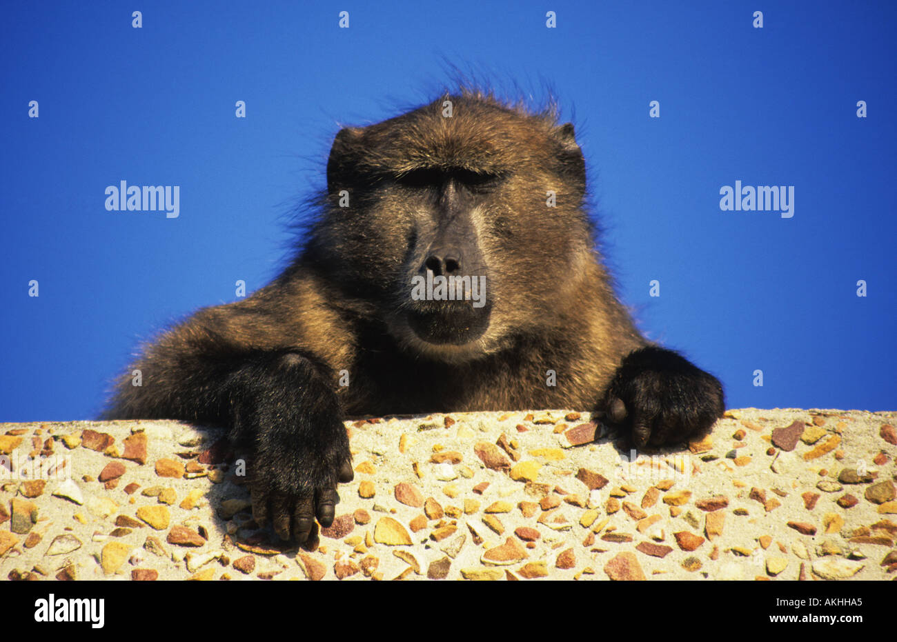 Baboon, Cape Point, South Africa Stock Photo - Alamy