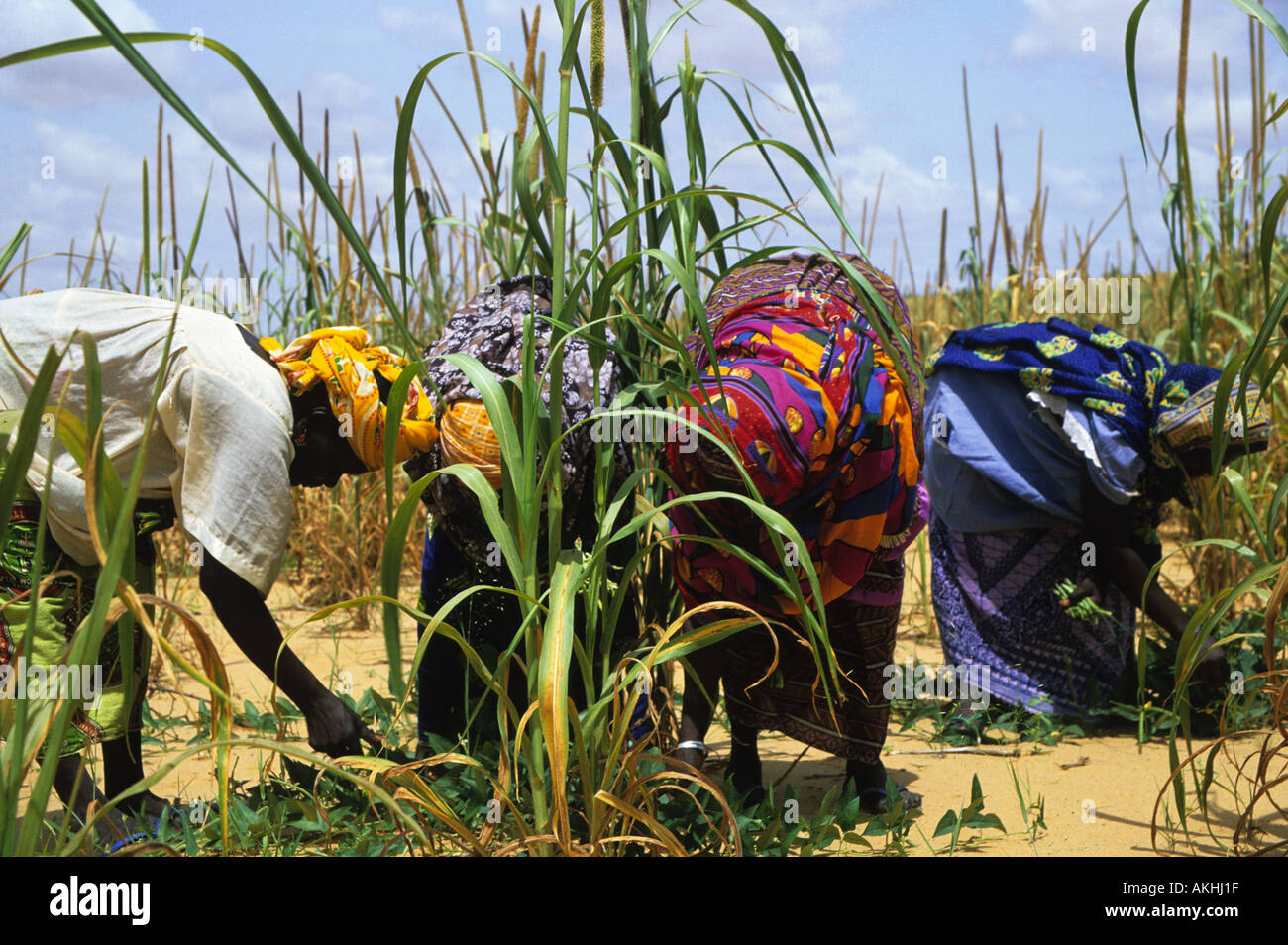 Niger drought farming hi-res stock photography and images - Alamy