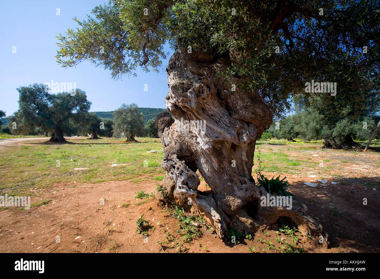 Age-old olive trees, Ostuni, Puglia, Italy Stock Photo - Alamy