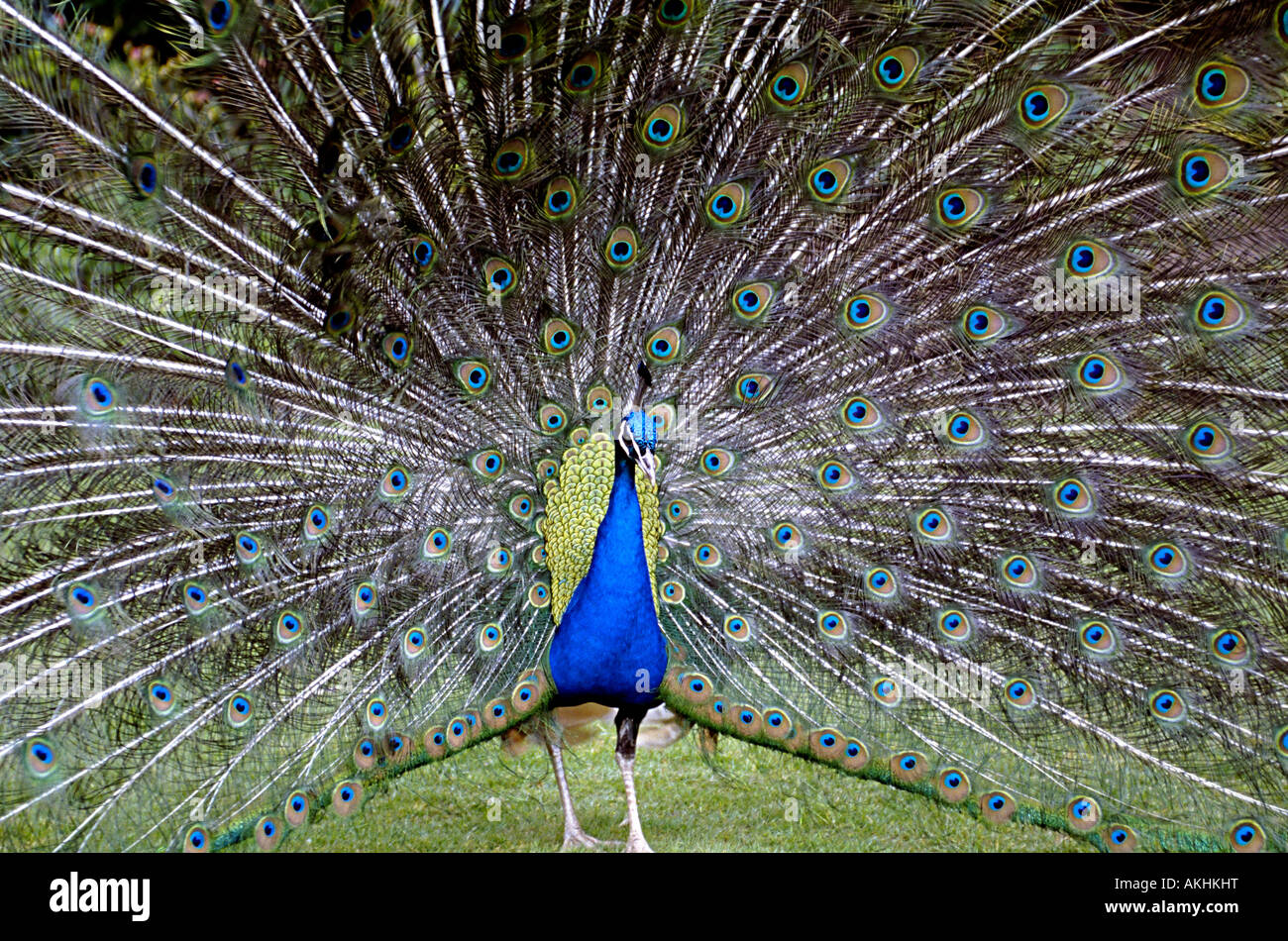 a peacock spreading its feathers in a large display to attract a mate ...