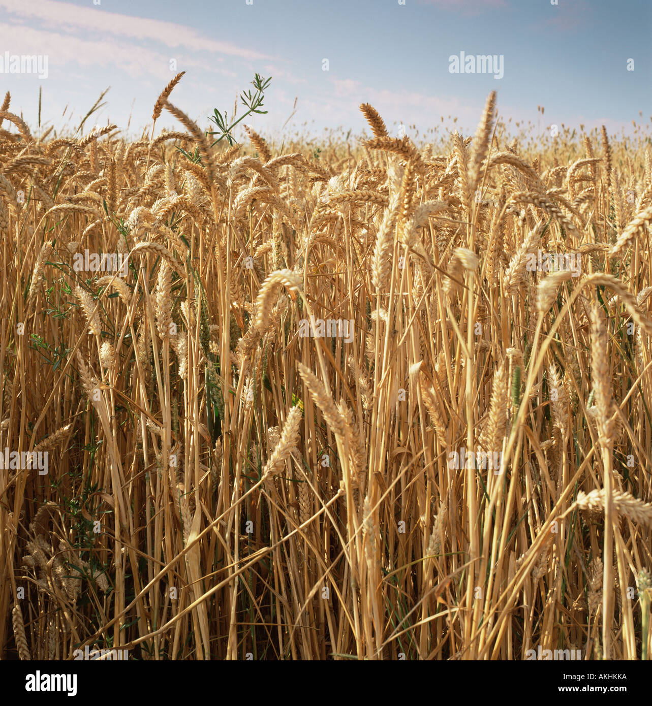 Crop of wheat Stock Photo - Alamy